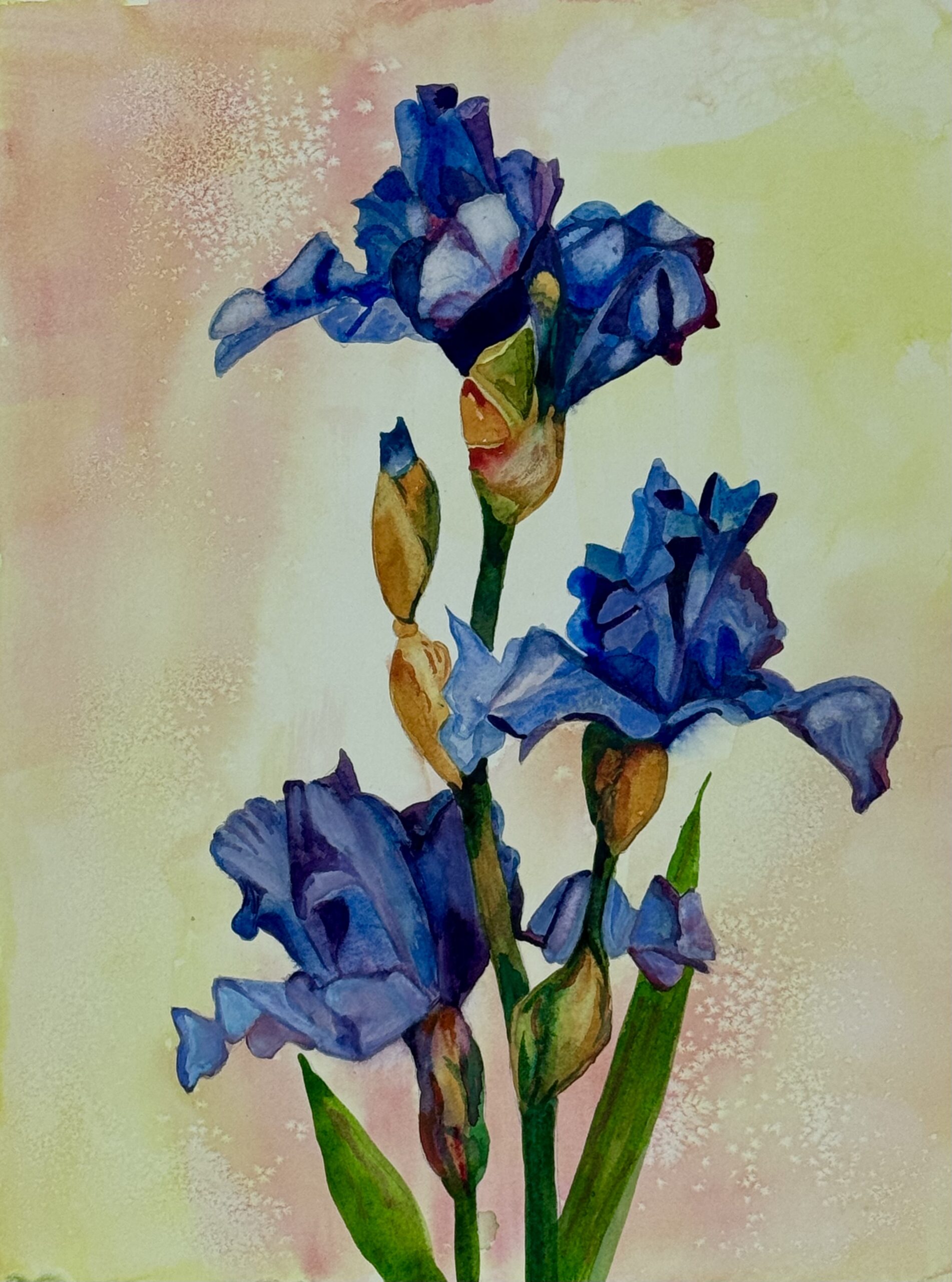 Noreen Simonson – Iris Abstraction – Spokane Art School